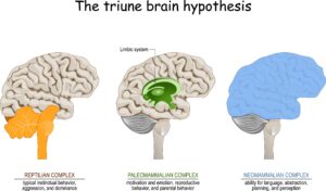Our Biological Defences – Children of Narcissists