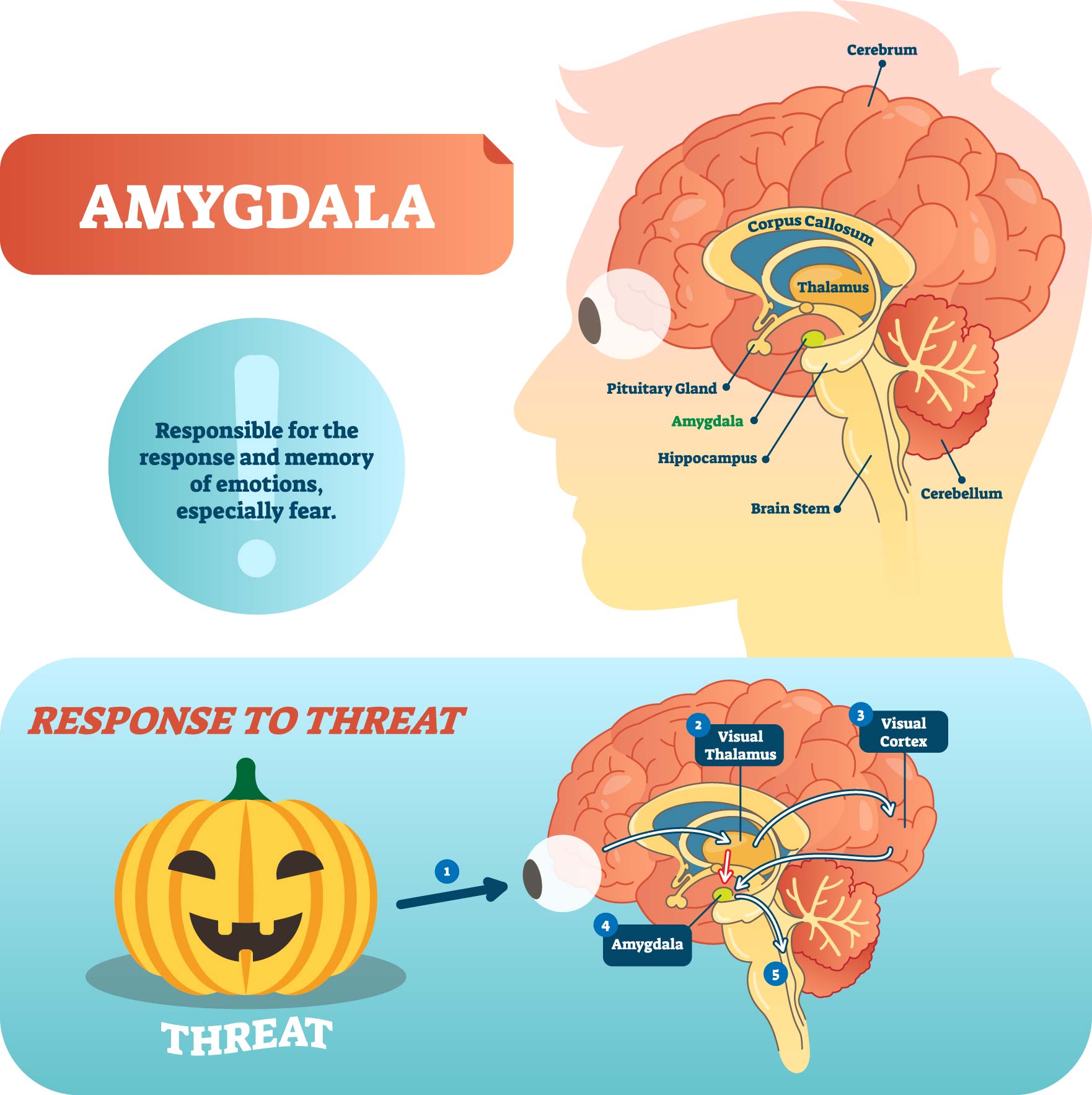Our Biological Defences – Children of Narcissists